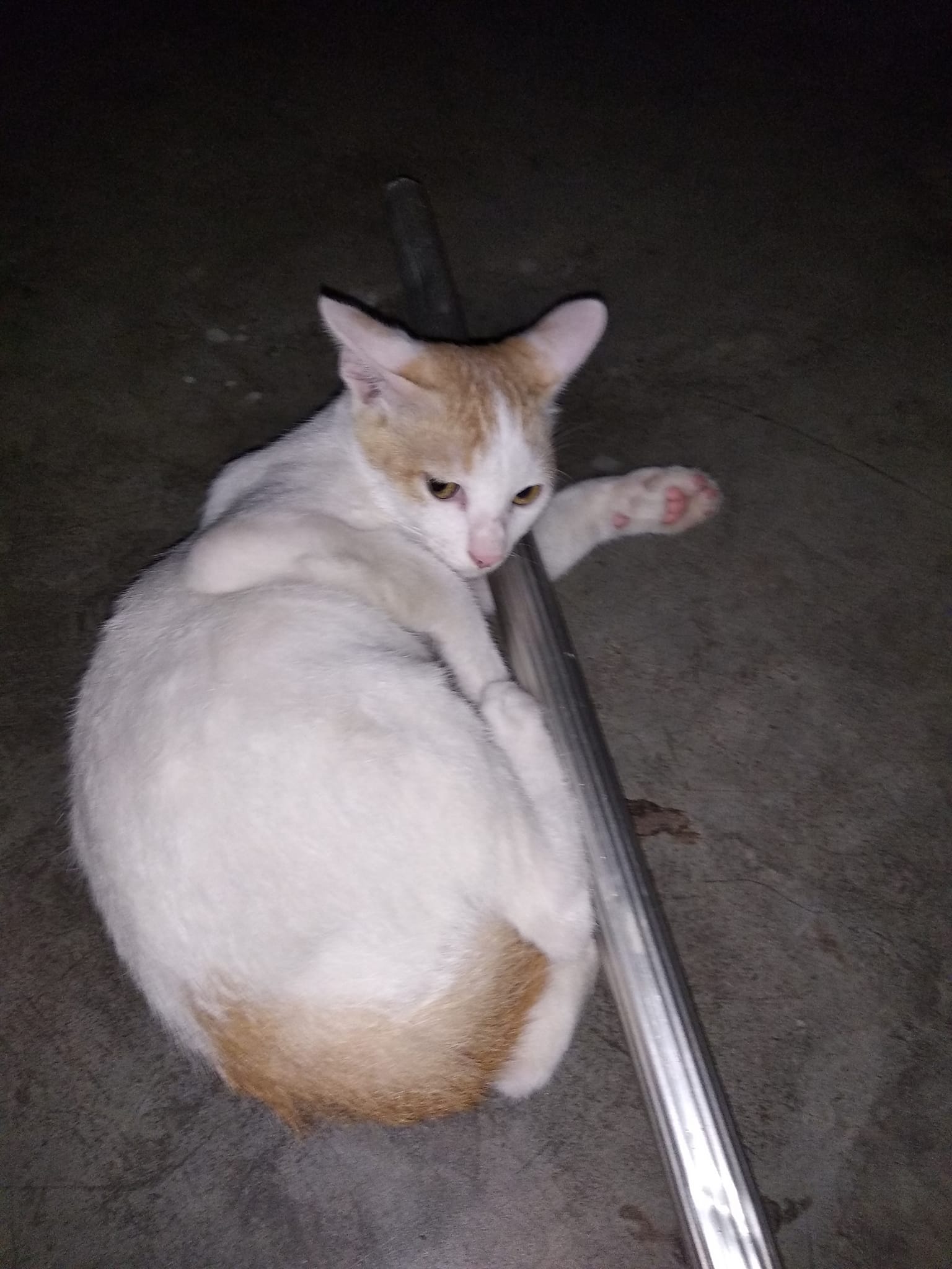 saveworldanimalbd.org